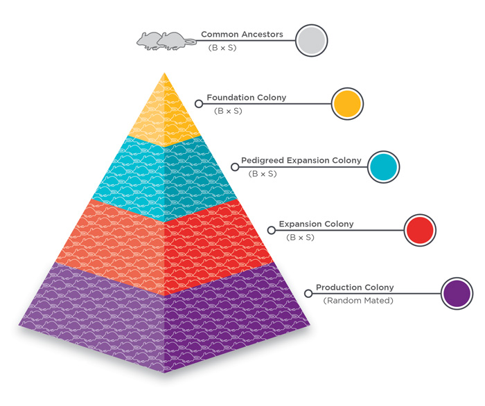 Should You Breed or Buy Your Rodent Models? | Taconic Biosciences