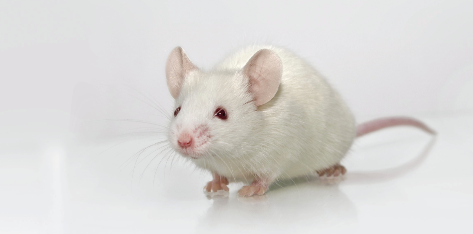 Generating EAE Mouse Models of Multiple Sclerosis | Taconic Biosciences