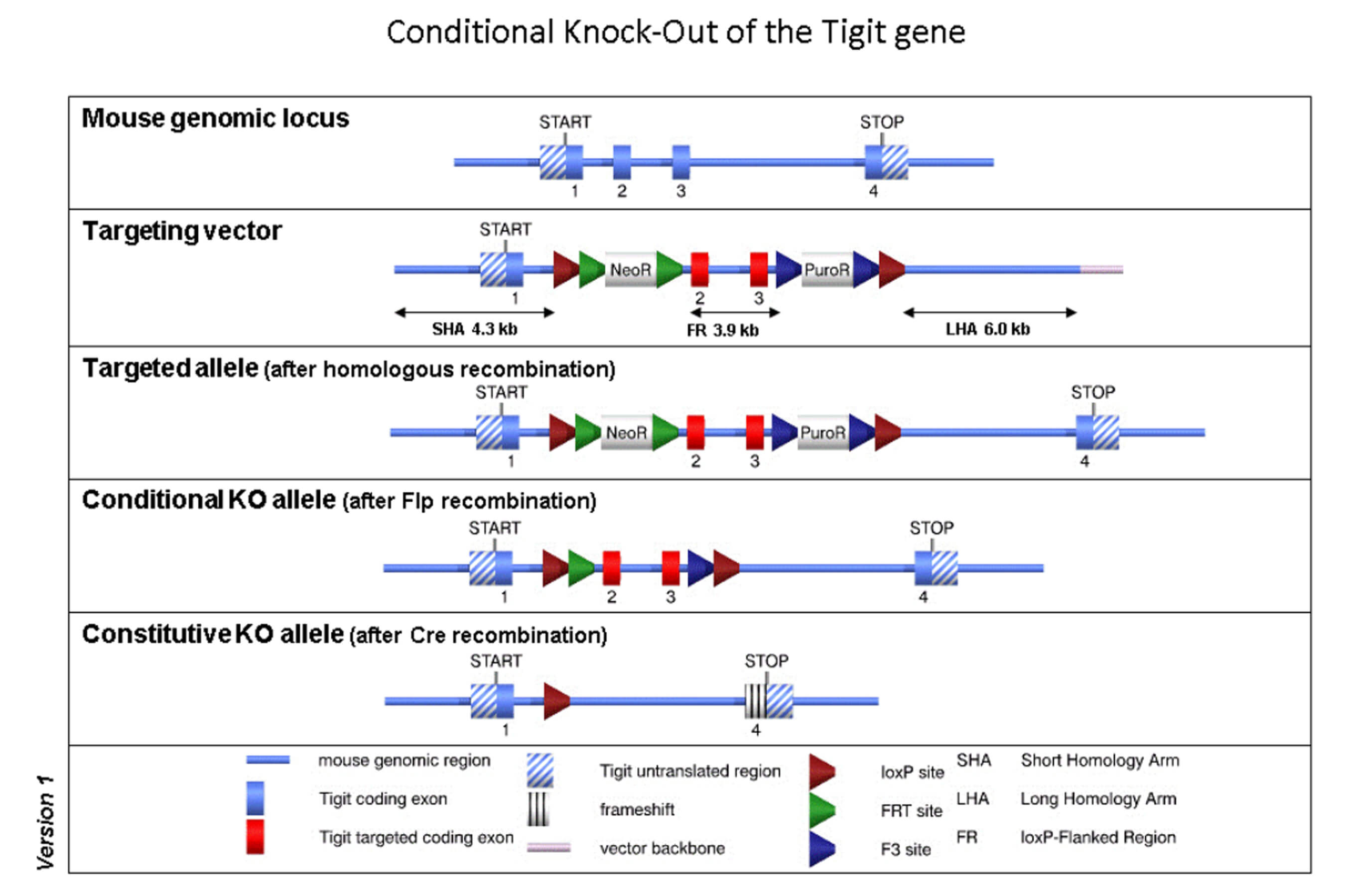Tigit - Model 13569 - cKO | Taconic Biosciences
