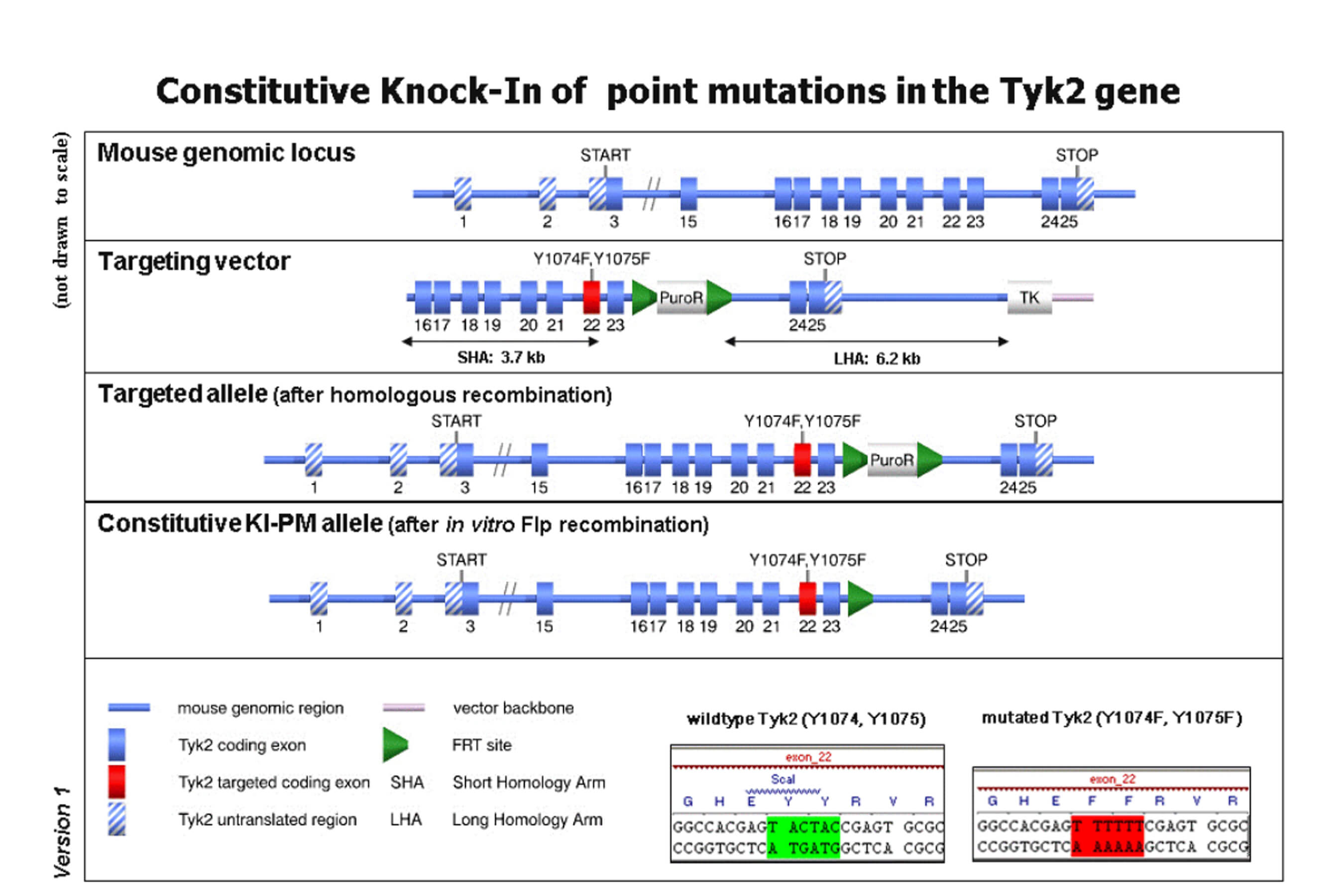Tyk2 - Model 13762 - PM | Taconic Biosciences