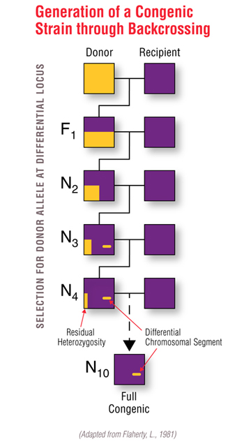 Congenic Mice: What's in a Name? | Taconic Biosciences