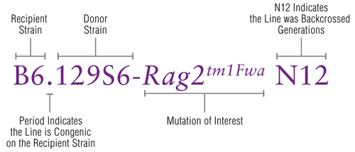 Congenic Mice: What's in a Name? | Taconic Biosciences