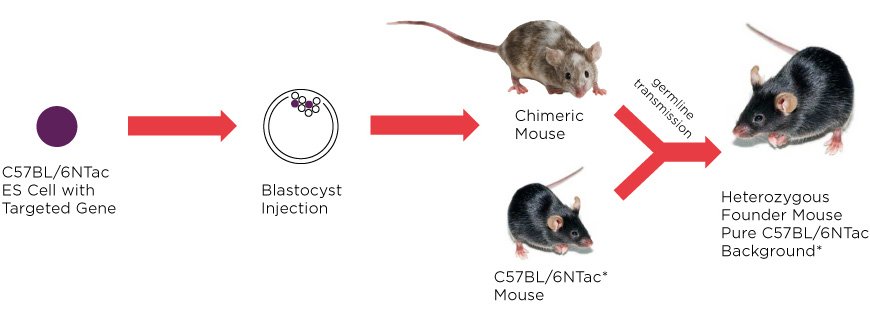 Knockout Mice What Are Genetic Mouse Models And How Can They Help Us