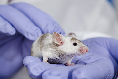 How Animal Model Handling Affects Your Research | Taconic Biosciences