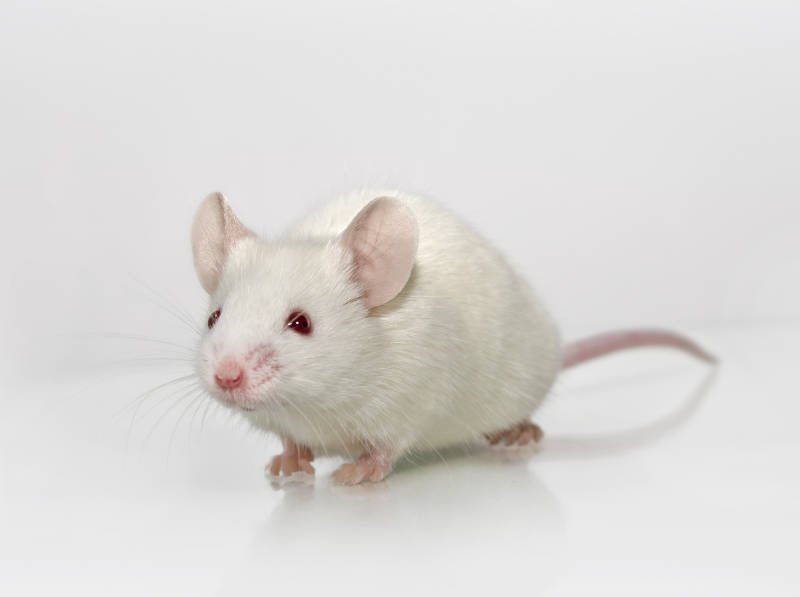 Three Methods for Generating Humanized Mice | Taconic Biosciences