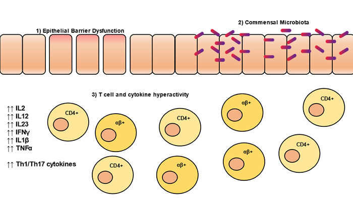 Novel Molecular Mechanisms of Colitis in the Mdr1a KO Mouse | Taconic ...